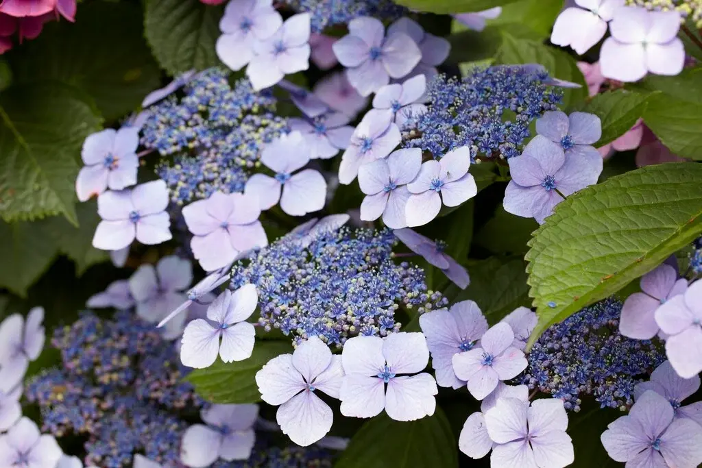 Hydrangea macrophylla Mariesii Perfecta Pot C3L ** Hortensia ** | Central Jardin